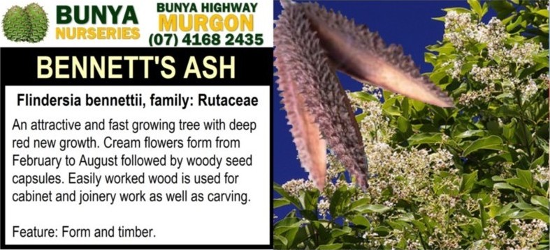 Bunya Nurseries